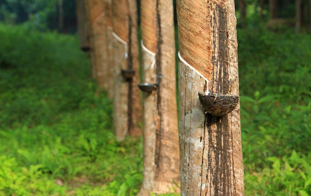 Indian Sustainable Natural Rubber By Rubber Board of India