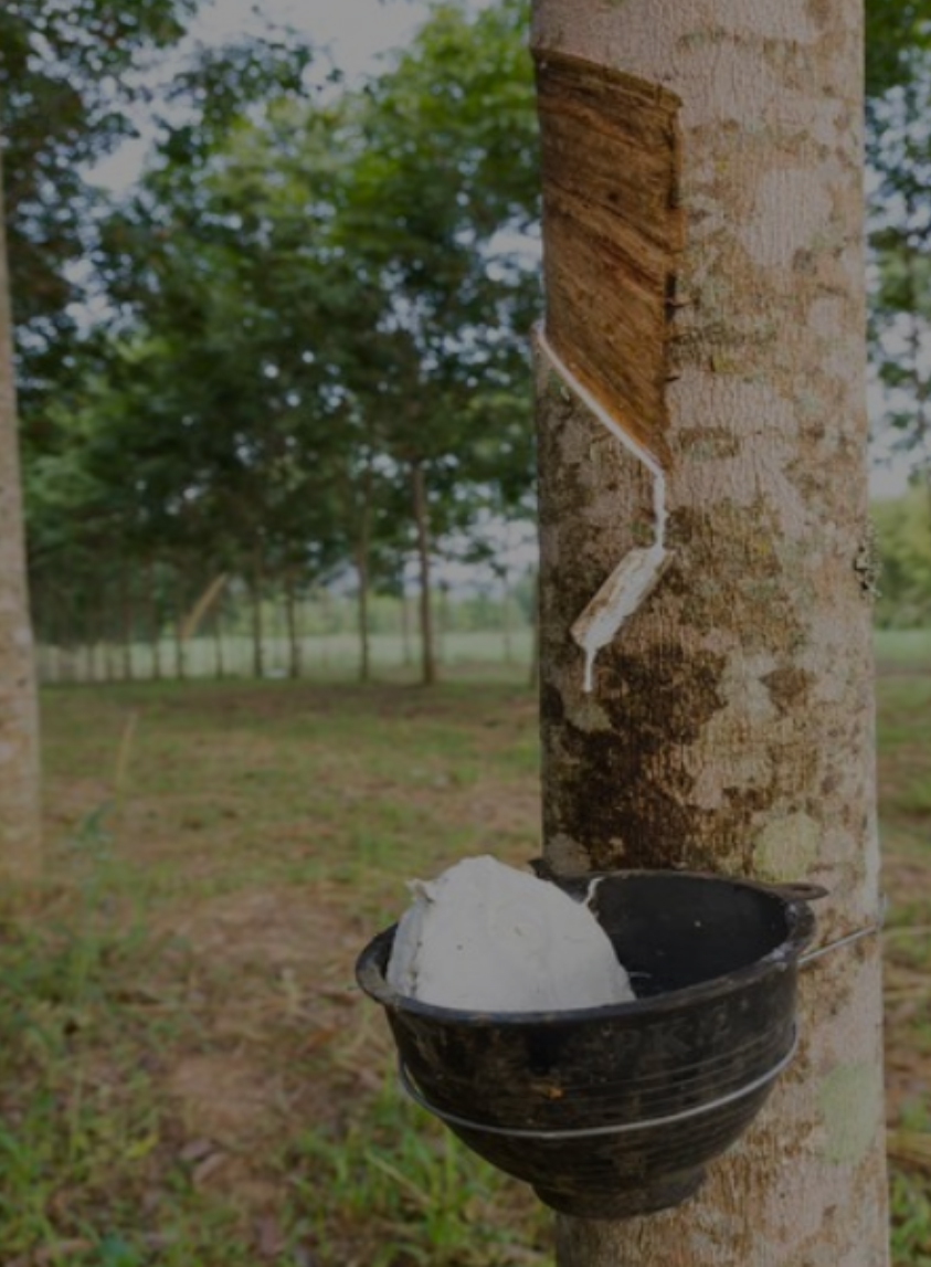 Indian Sustainable Natural Rubber By Rubber Board of India