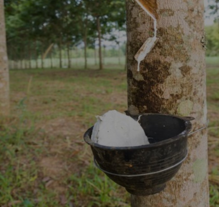 Indian Sustainable Natural Rubber By Rubber Board of India